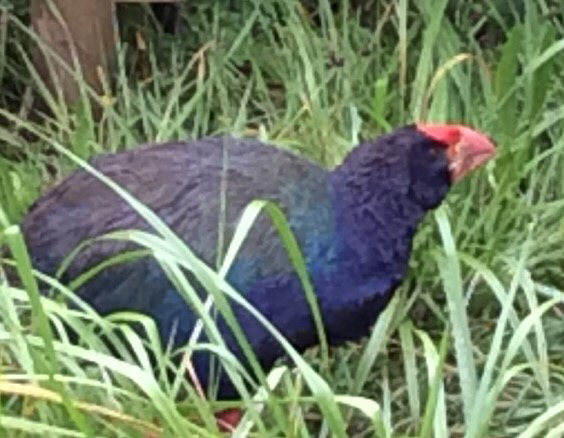 South Island Takahē in March 2017 by room16redwood · iNaturalist