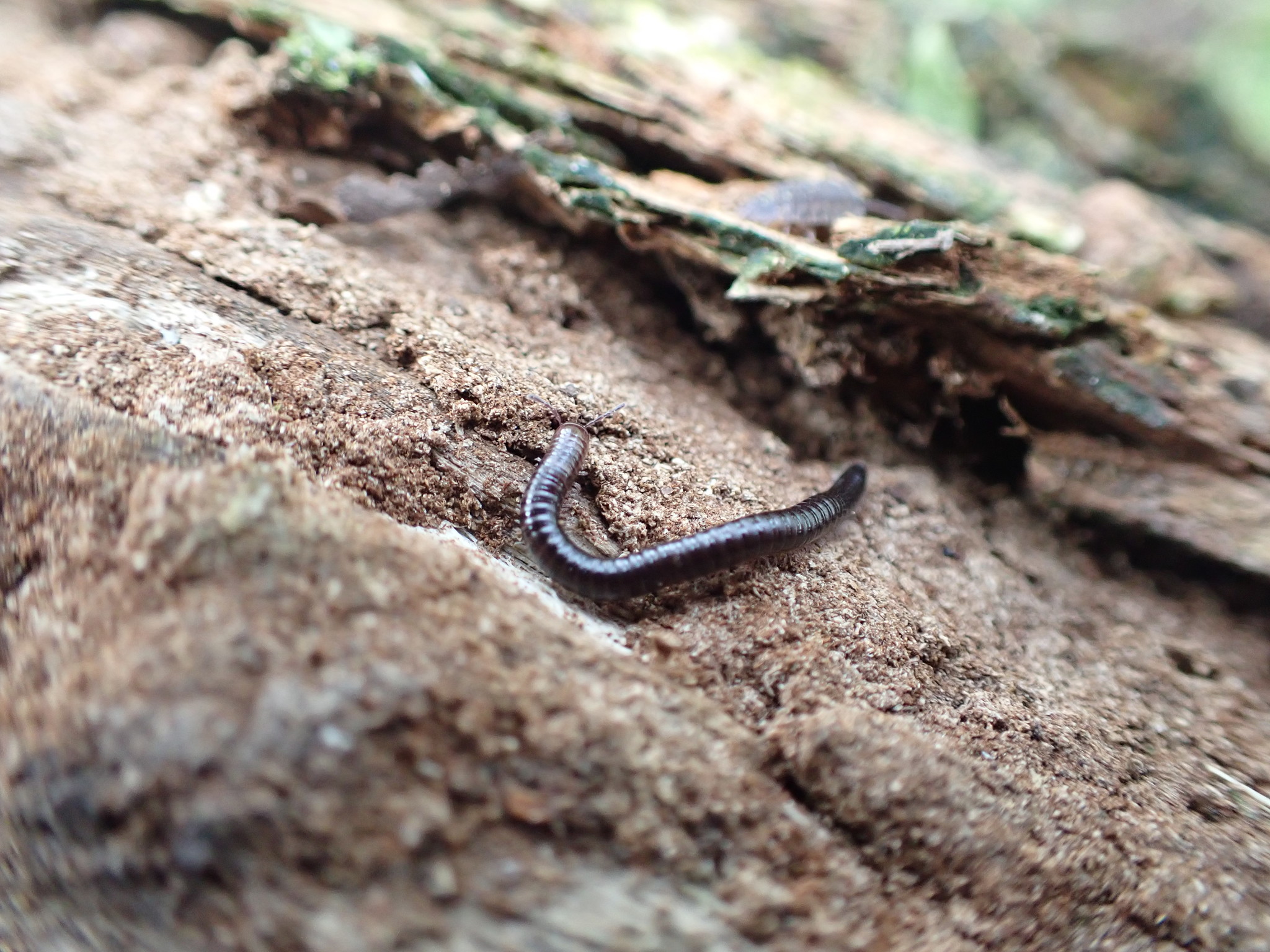 Julus scandinavius (Latzel, 1884)