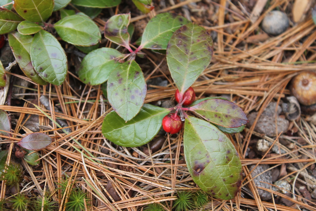 Eastern Teaberry (Partidgeberry, Teaberry, Wintergreens, et al ...