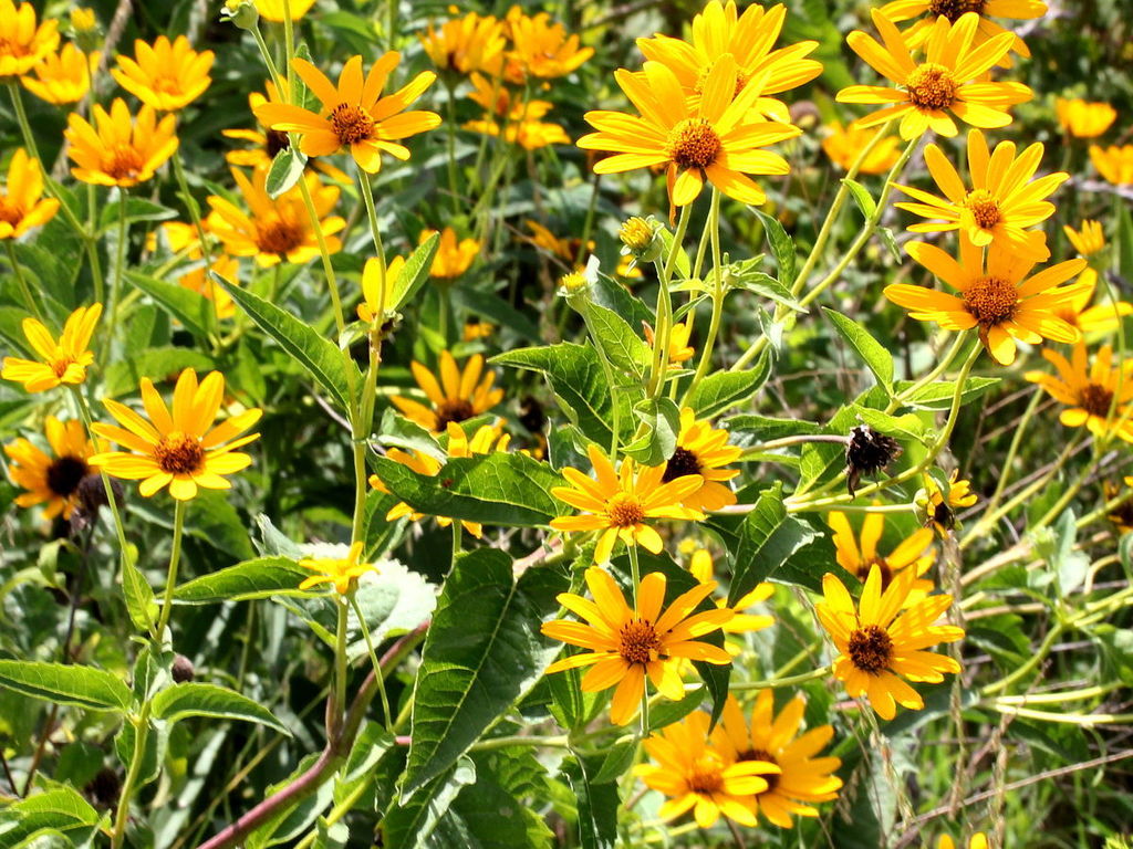 false sunflower (Heliopsis helianthoides) - Botanical Realm