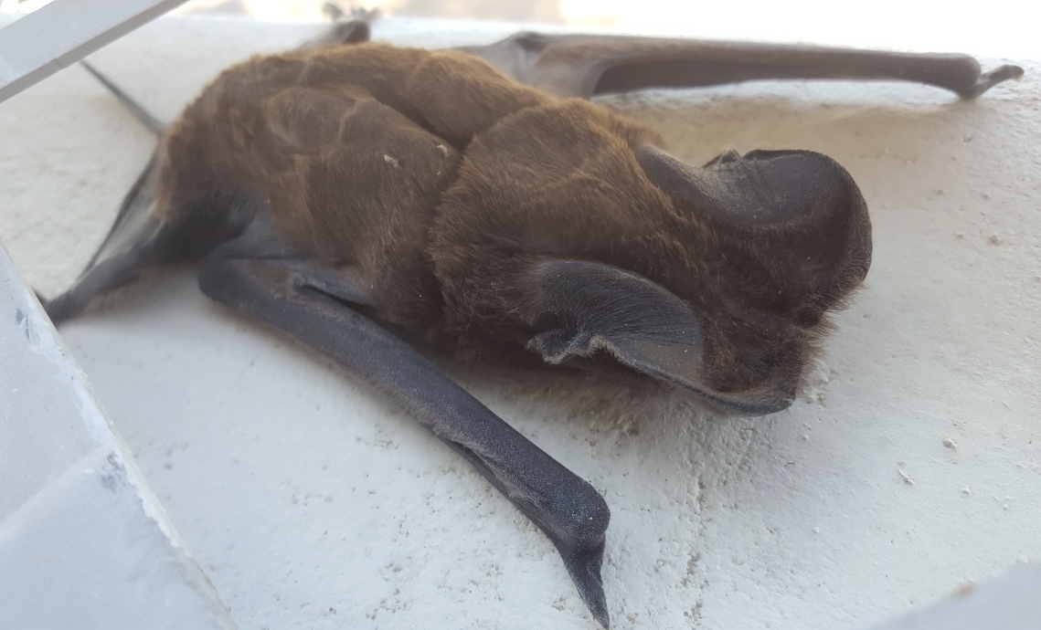 Eumops perotis (Schinz, 1821)