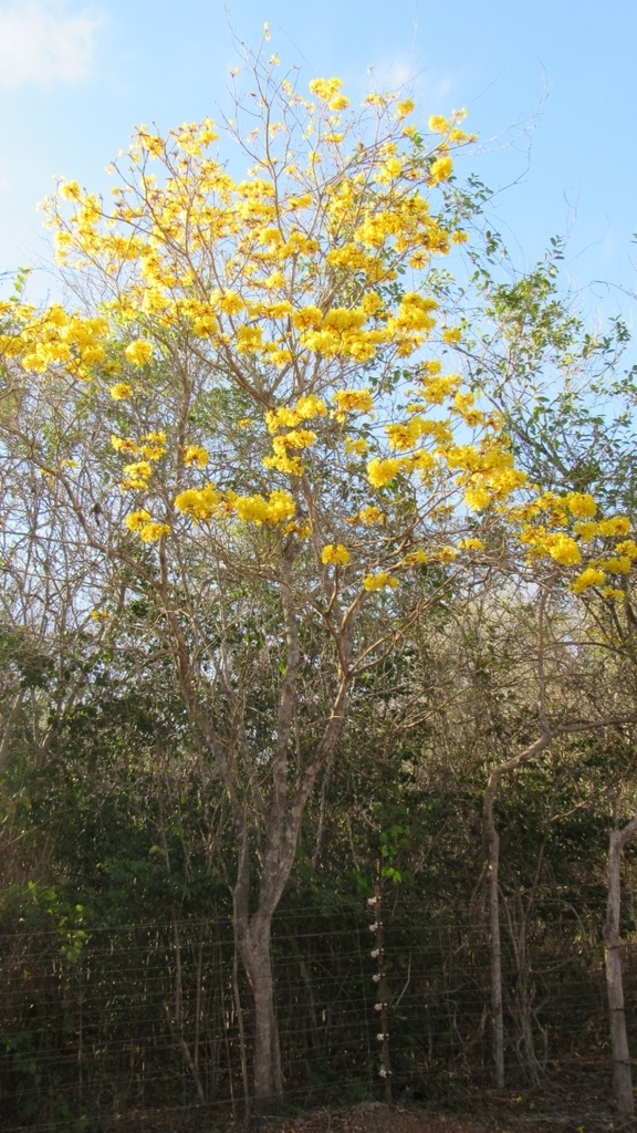 roble amarillo (Flora y fauna de Juan Sabines G, Villa Corzo Chiapas ...