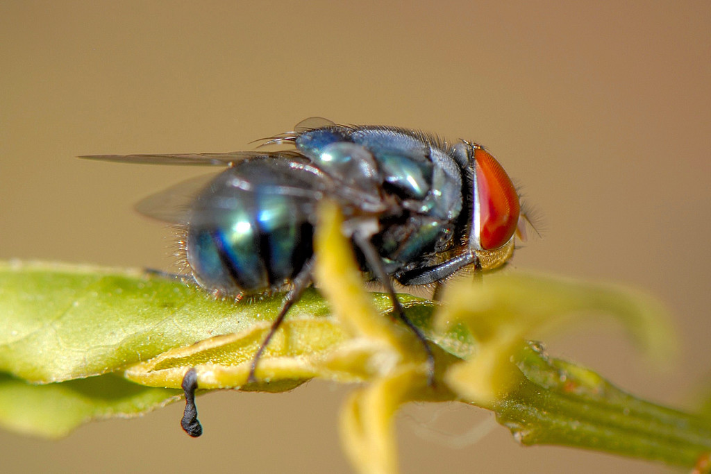 Brachyceran Flies (Warbler Woods - Insects) · iNaturalist