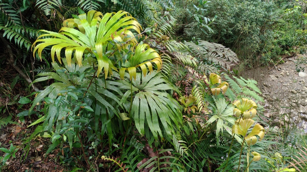Broad-leaf Fern from New Taipei, TW-NT-TP, TW on 10 April, 2017 at 12: ...