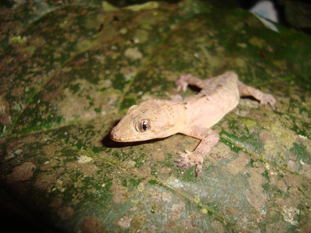 Tropical House Gecko from Pedro Vicente Maldonado, Ecuador on February ...