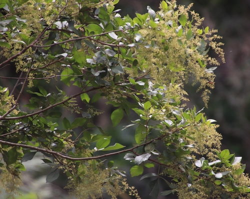 Firethorn Rhus (Variety Searsia pyroides gracilis) · iNaturalist