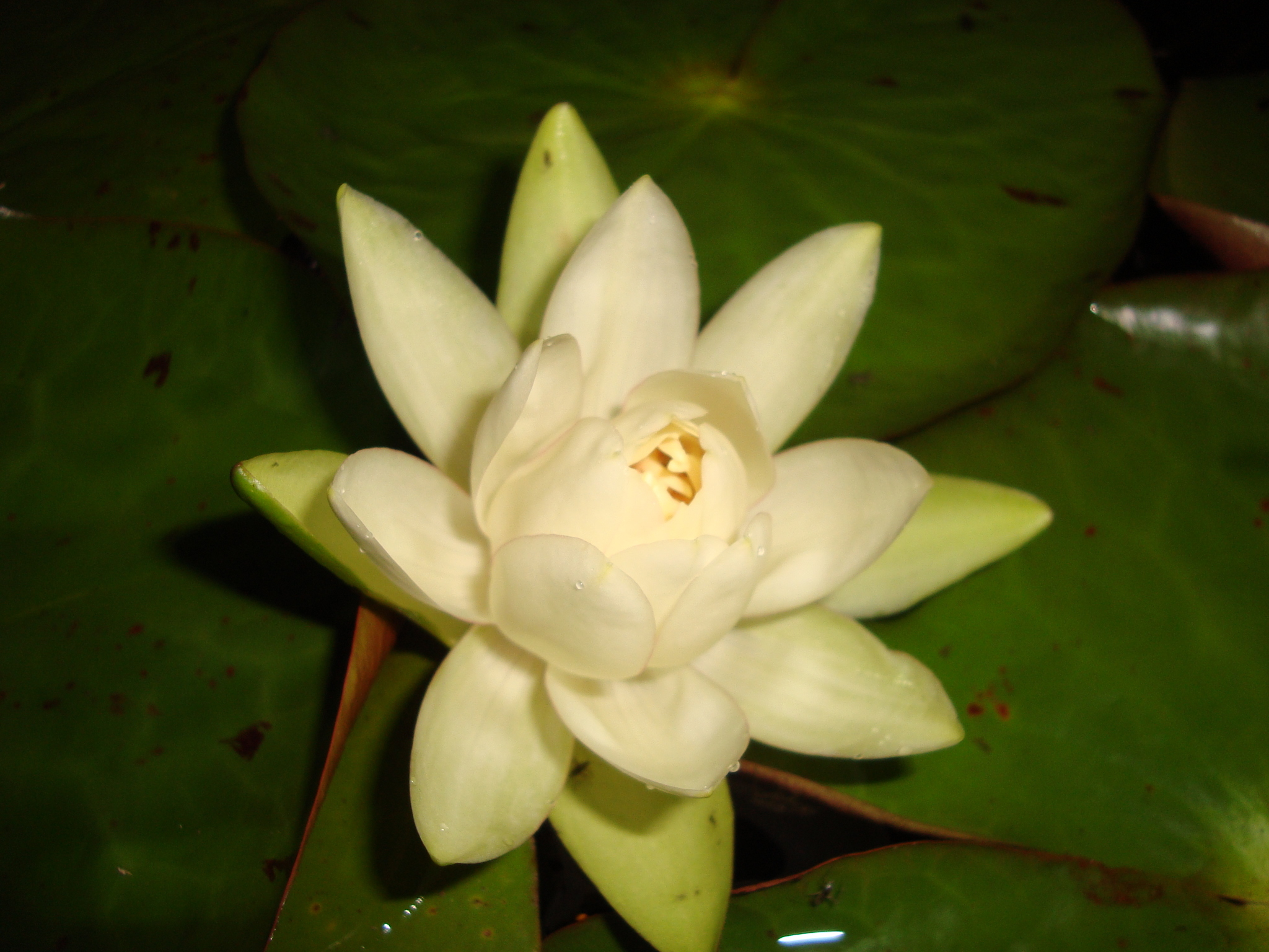 Nymphaea amazonum Mart. & Zucc.