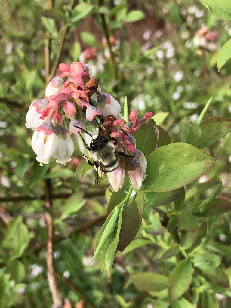Blueberry Digger Bee from Fayes Forest Rd, Clinton, AR, US on April 3 ...