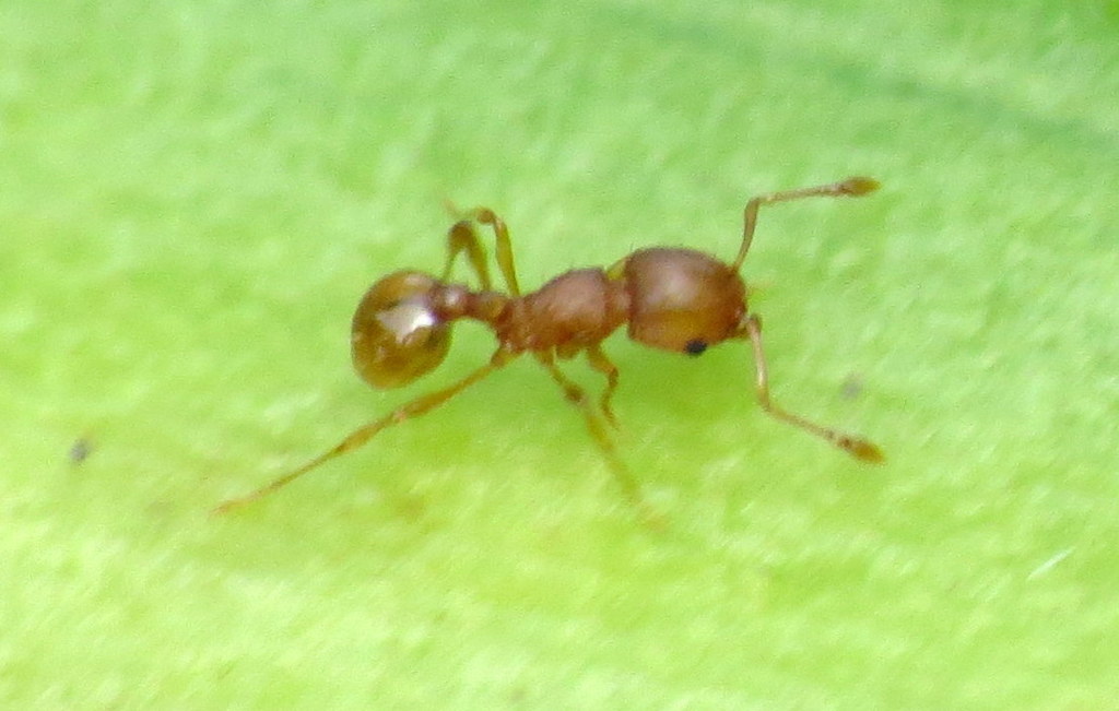 Little Fire Ant (Ant Species in Hawaii) · iNaturalist