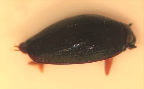 Gyrinus elevatus · iNaturalist