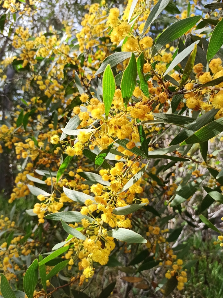 flat-stemmed wattle (Acacia complanata) - Botanical Realm