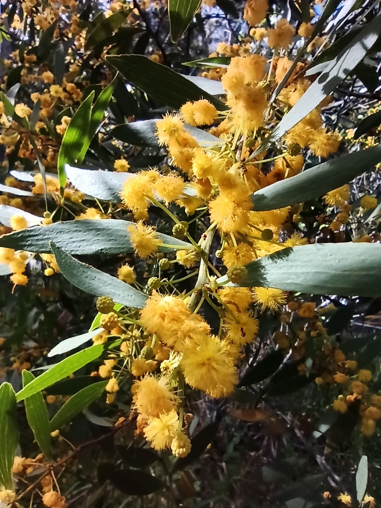 flat-stemmed wattle (Acacia complanata) - Botanical Realm