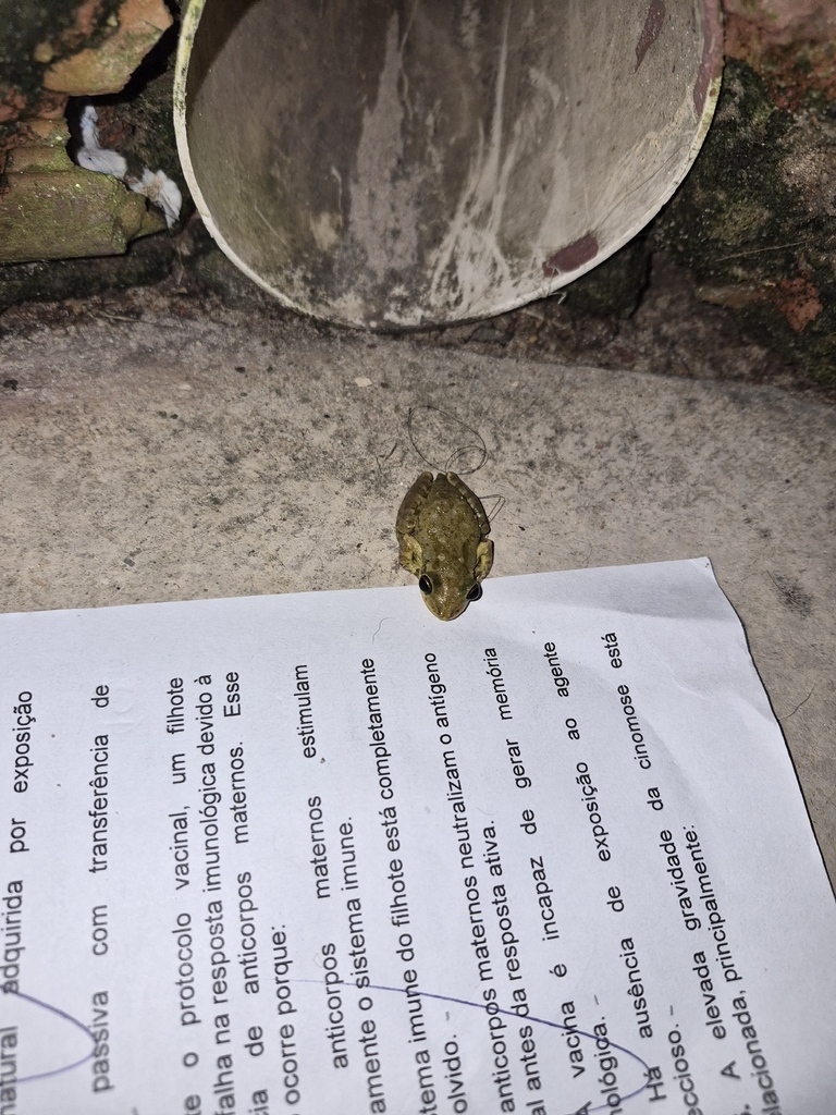 Venezuela Snouted Tree Frog from Rua Nenê Arruda, 440 on May 2, 2026 at ...