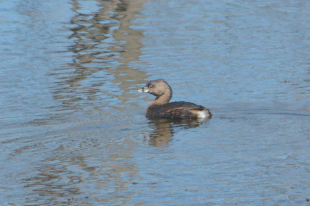 Pied-billed Grebe from Unnamed Road Shreveport, LA 71115 on March 12 ...