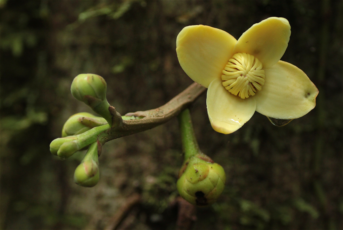 Grias neuberthii J.F.Macbr.