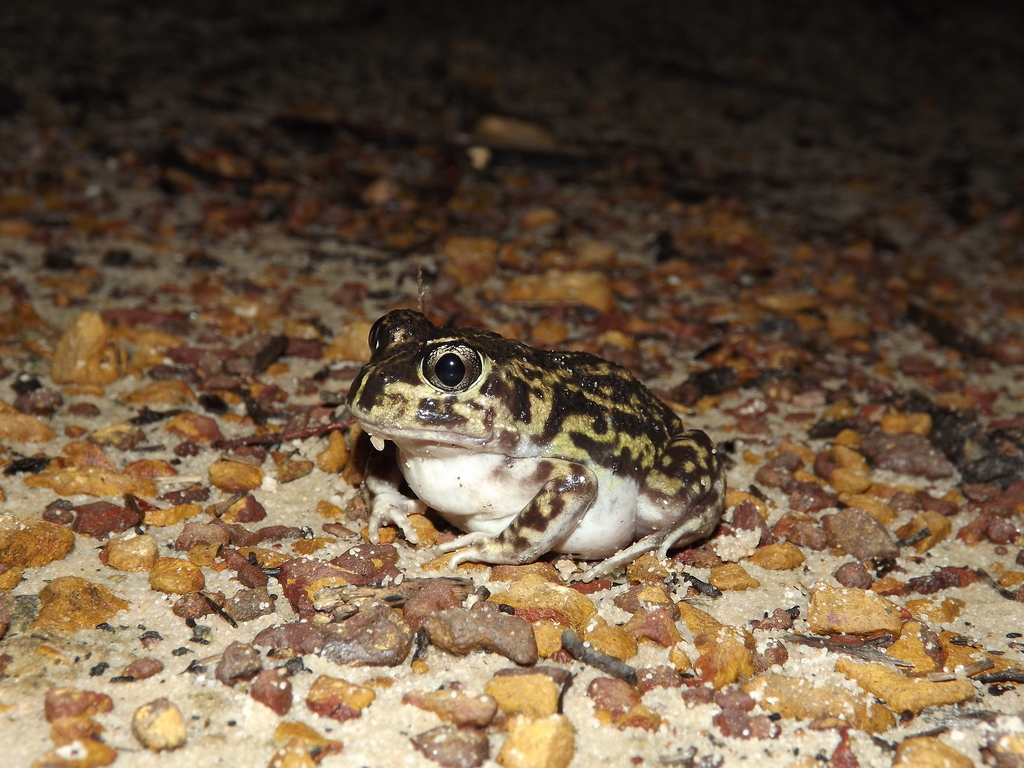 Painted Burrowing Frog from Ashbourne SA 5157, Australia on April 3 ...