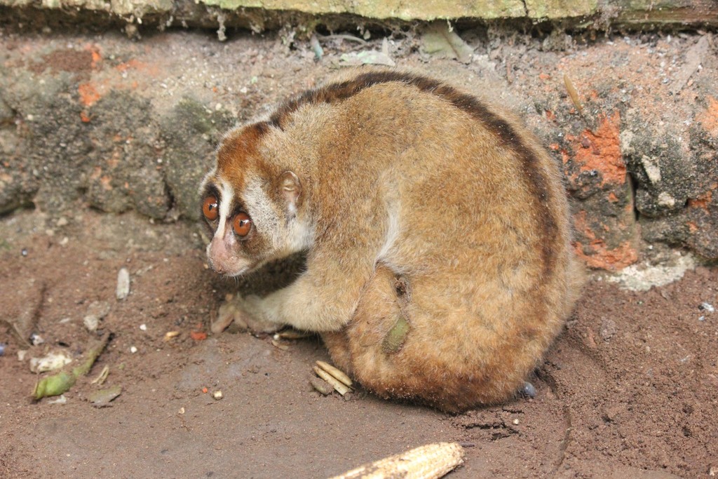 Sunda Slow Loris (Nycticebus coucang) - Know Your Mammals