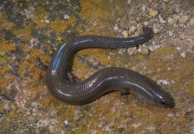 Sundevall's Writhing Skink from Mt. Nyiru E slopes on February 13, 2004 ...