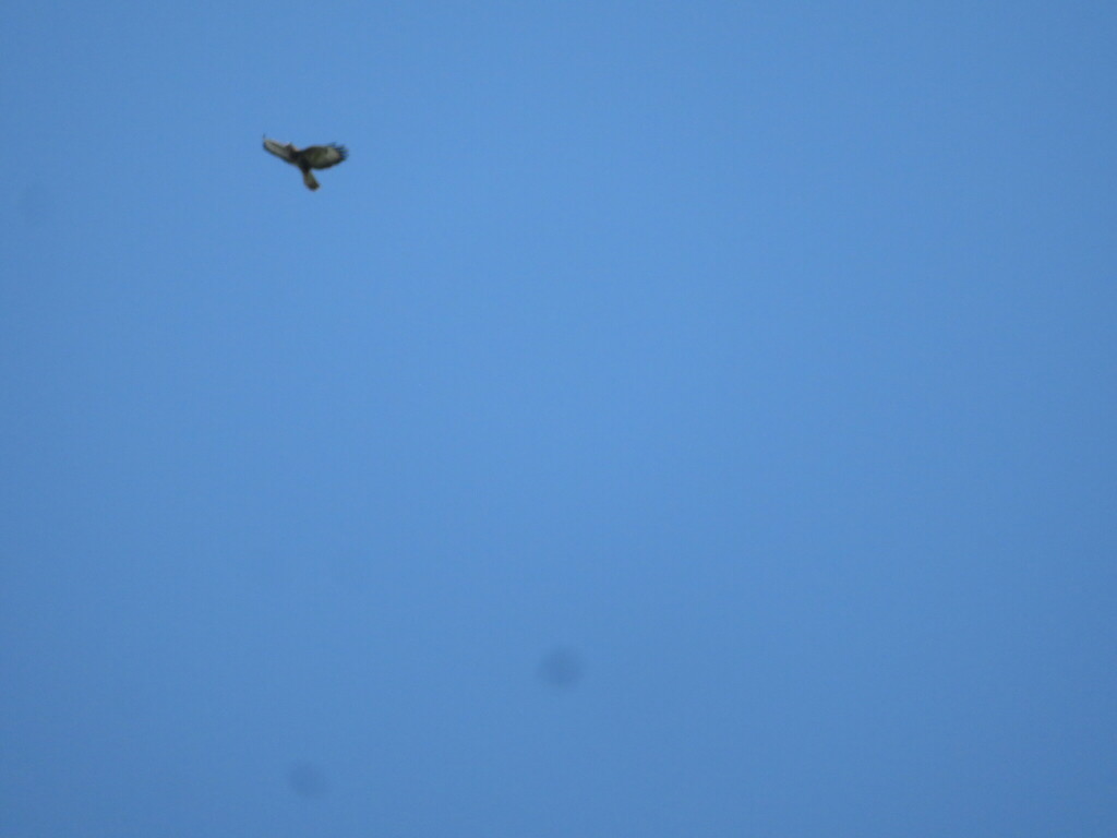 Common Buzzard from Hertfordshire, UK on May 27, 2023 at 05:10 AM by J ...