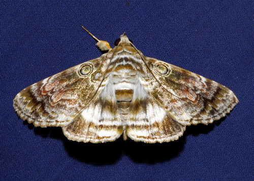 Cyclodes spectans · iNaturalist