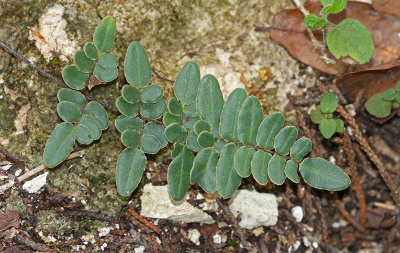 purple-stem cliffbrake (Threatened and Endangered Plant Species of Zion ...
