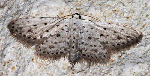 Stippled Sigela Moth (Sigela penumbrata) · iNaturalist