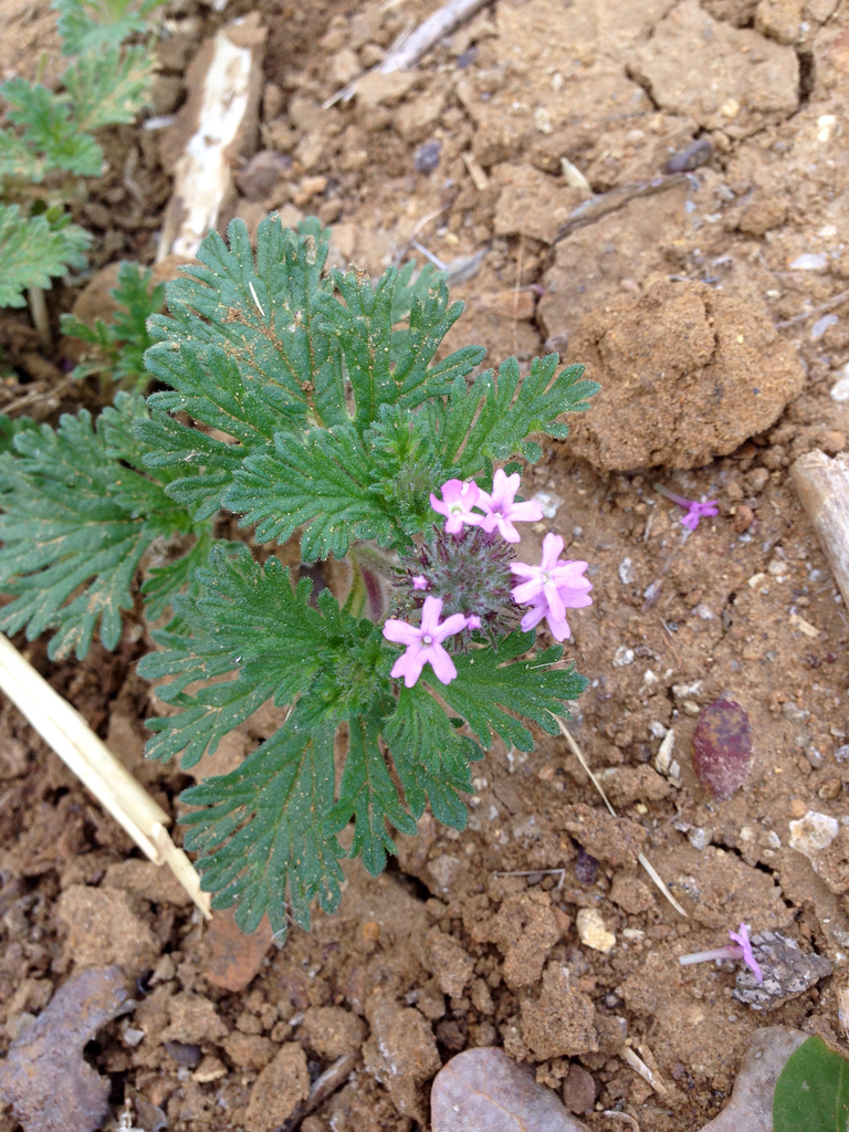 Dwarf Verbena (Glandularia pumila) - Botanical Realm