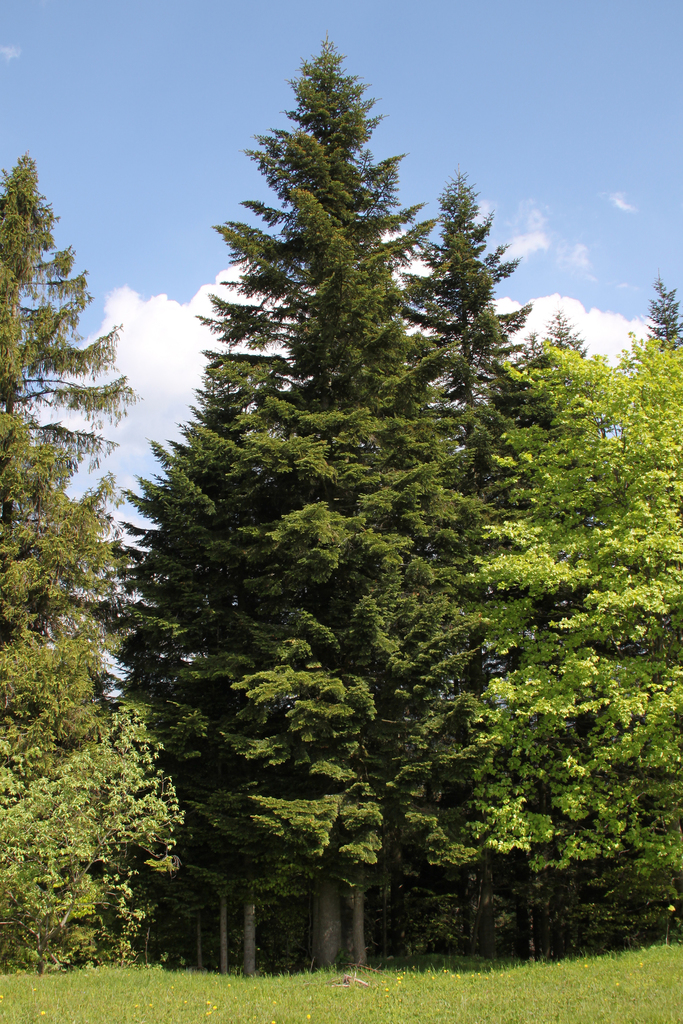 silver fir (Pyrenees' Biodiversity) · iNaturalist