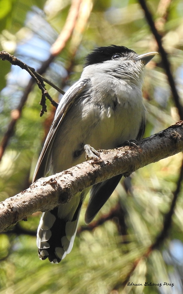 Gray-collared Becard from Morelia, Mich., México on April 2, 2020 at 09 ...