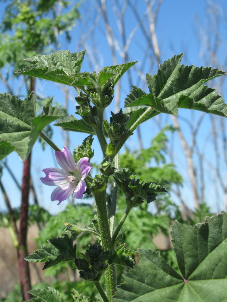 Cretan mallow from Palo Alto, CA, USA on April 2, 2020 at 12:13 AM by ...