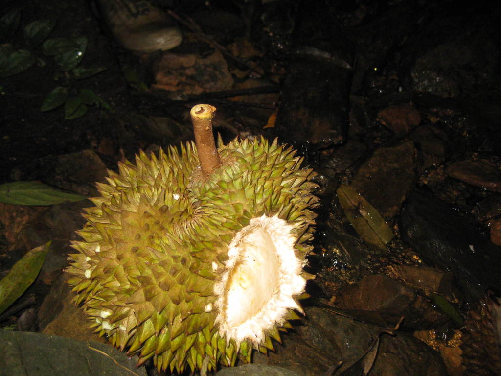 Durian (Durio zibethinus) - Botanical Realm