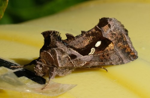 Green Garden Looper (Anglesea flora and fauna) · iNaturalist