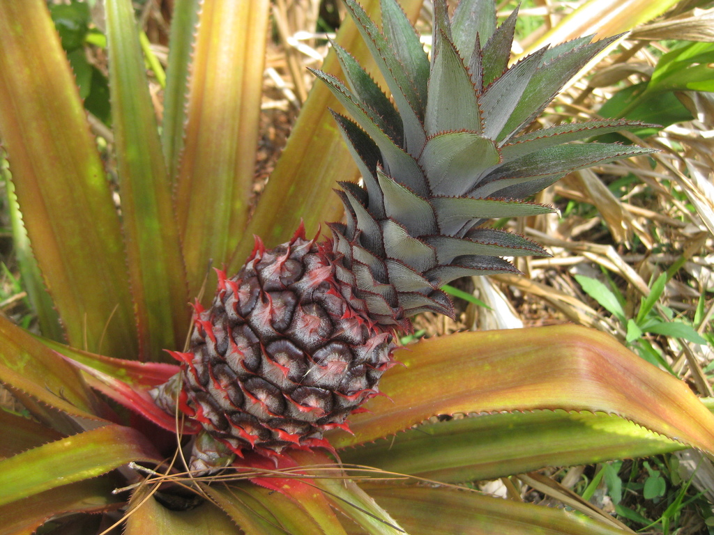 pineapple from Cibinuang, Kuningan Regency, West Java, Indonesia on November 15, 2012 at 09:02 ...