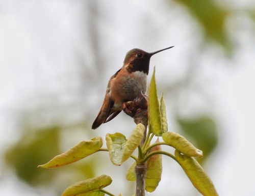 Anna's × Rufous Hummingbird (Hummingbirds of the US) · iNaturalist