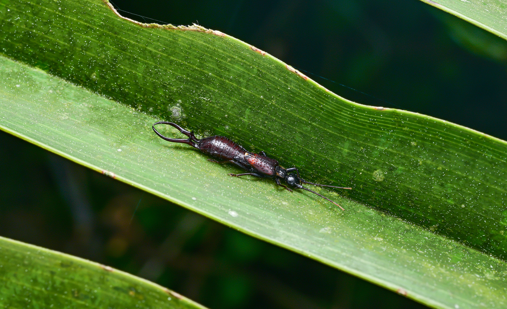 Cordax claviger from 中国贵州省黔南布依族苗族自治州都匀市茶园路993M+P7H 邮政编码: 558022 on ...