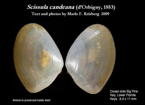 (Scissula)