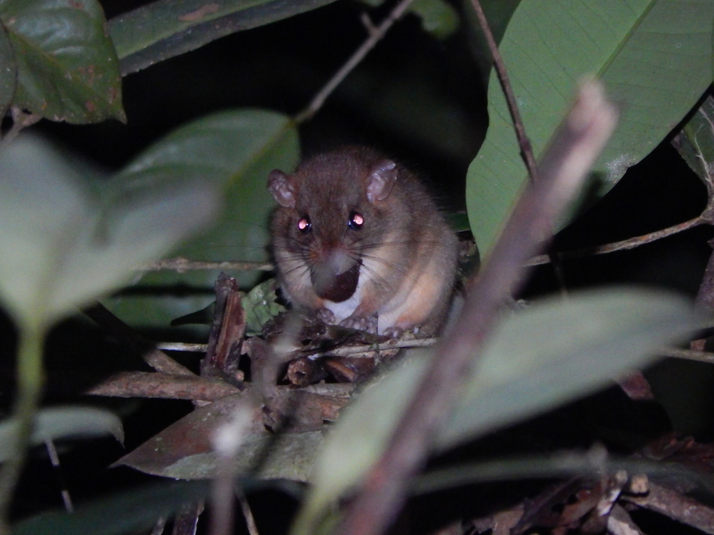 Müller's Giant Rat from Teluk Meranti, Pelalawan Regency, Riau ...