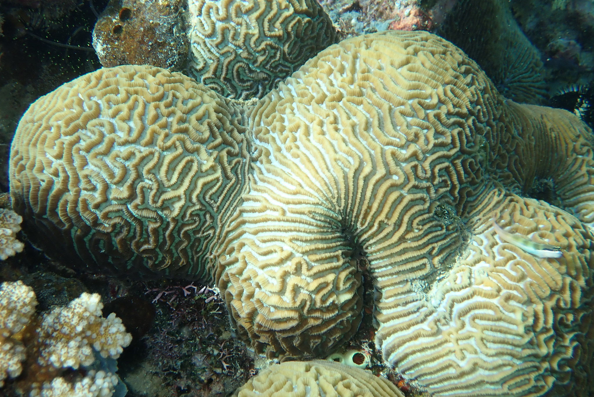 Platygyra daedalea (Ellis & Solander, 1786)