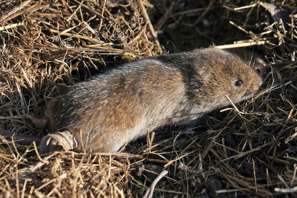 Meadow Voles (Microtus) - Know Your Mammals