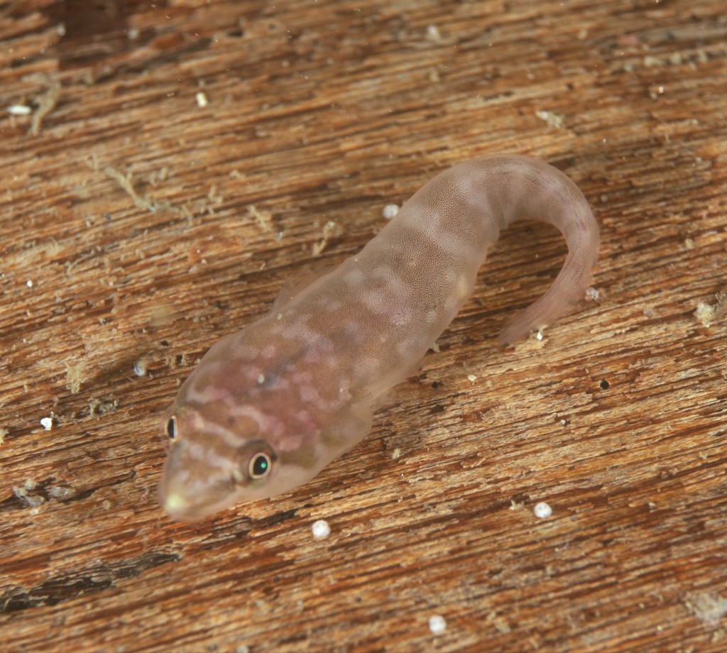 Pink Clingfish (Fishes of Cabbage Tree Bay Aquatic Reserve, Sydney ...