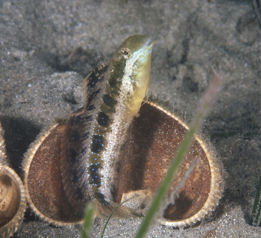Brown Sabretooth Blenny (Fishes of Chowder Bay, Sydney, Australia ...