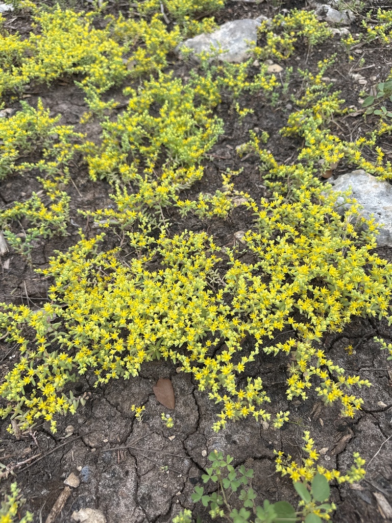 yellow stonecrop from Charro Ranch Park, Dripping Springs, TX, US on ...
