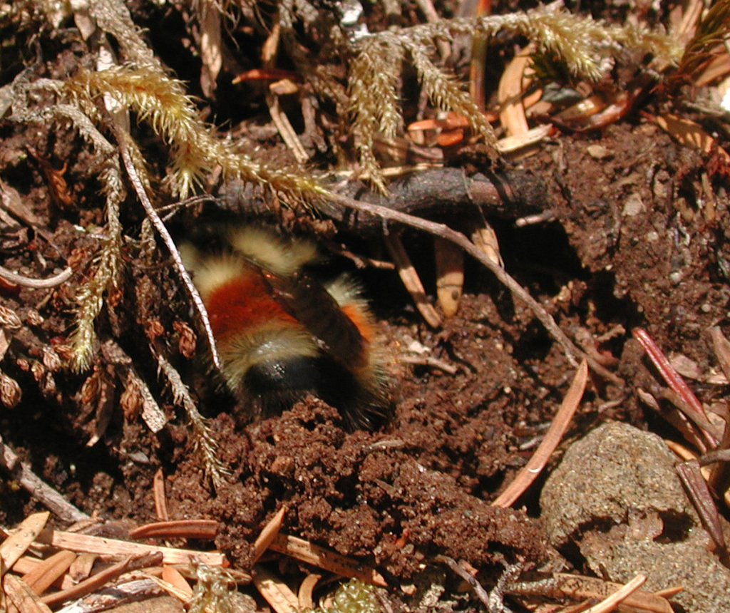 Forest Bumble Bee from Sitka, AK, USA on June 9, 2003 at 03:19 PM by M ...