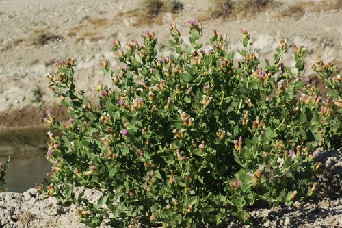 Karelinia caspia · iNaturalist