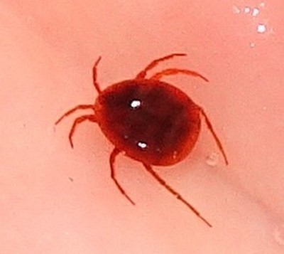 Brýlatkovití (Eylaidae)