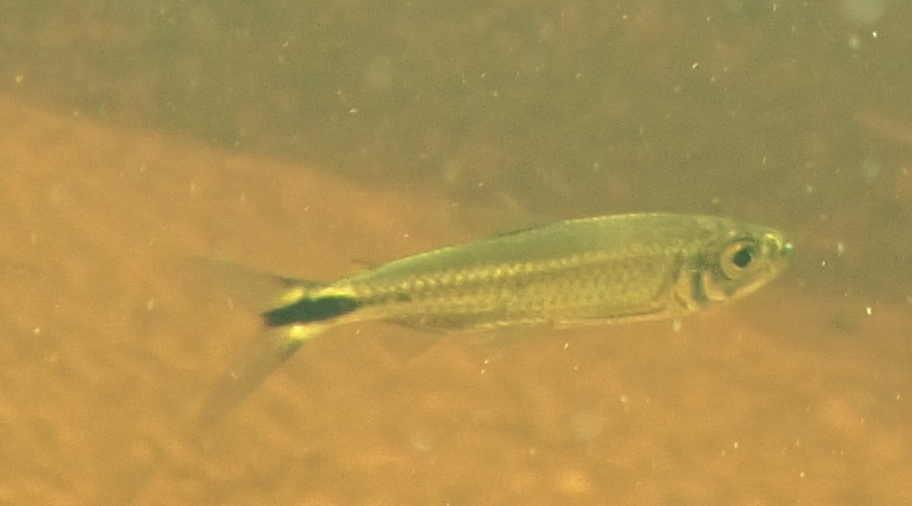 Brycinus lateralis (Boulenger, 1900)