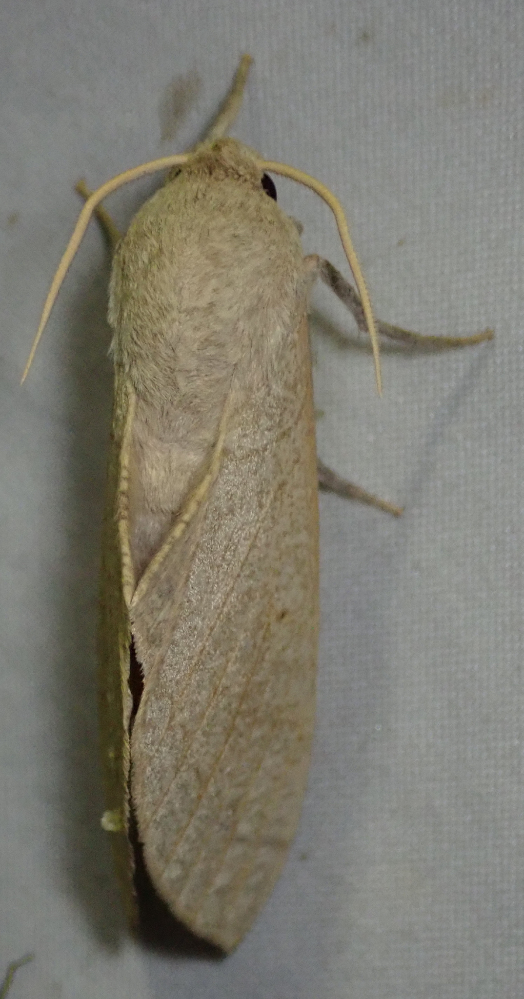 Neoclanis Carcasson, 1968