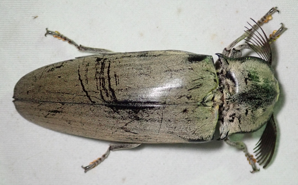 Giant Acacia Click Beetle (Mbuluzi Beetles) · iNaturalist