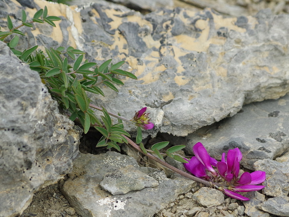 Boreal Sweet-vetch from Jasper National Park, Jasper, Division No. 15 ...