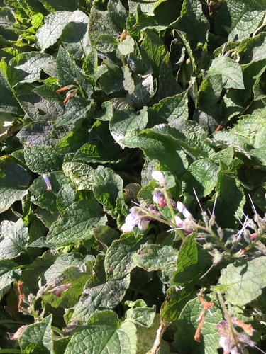 Observations by pendiz · iNaturalist